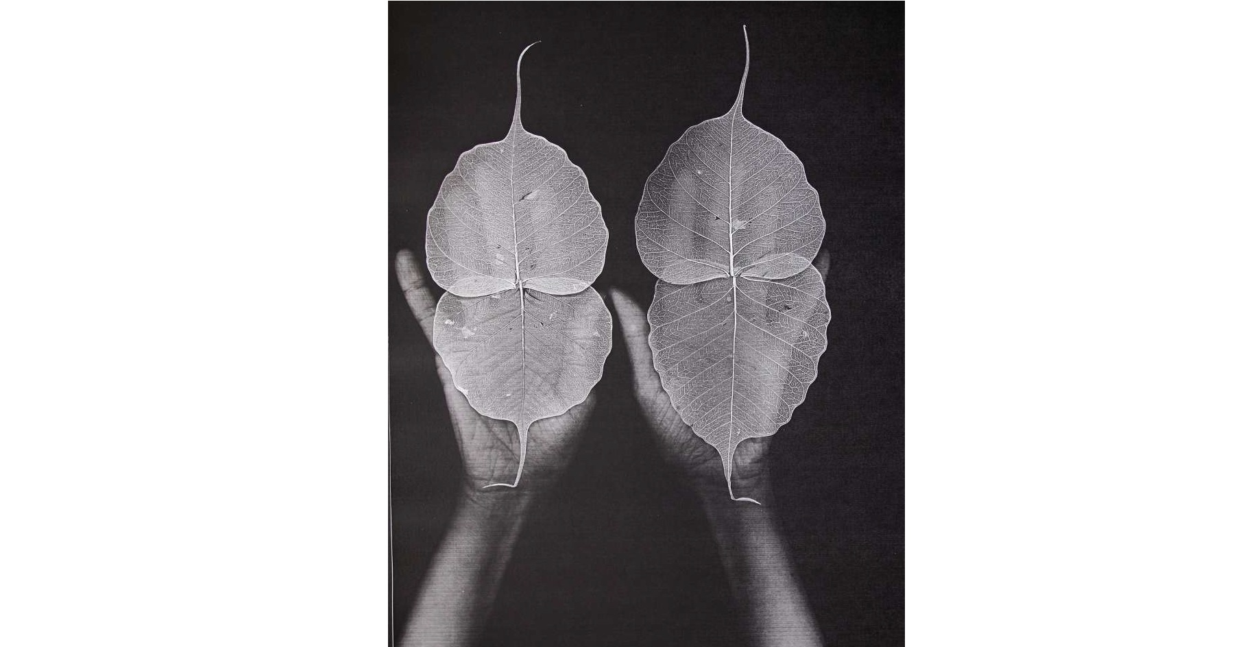 Marie Denis | Nature des profondeurs - ArtsHebdoMédias